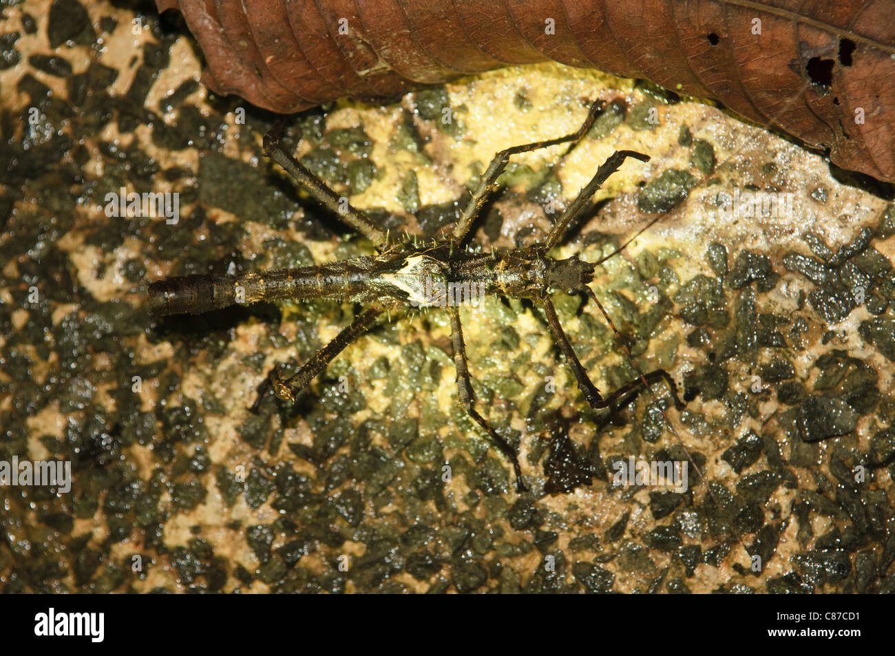 stick insect (Phasmatidea Phamida) in Mulu National Park, Sarawak ...