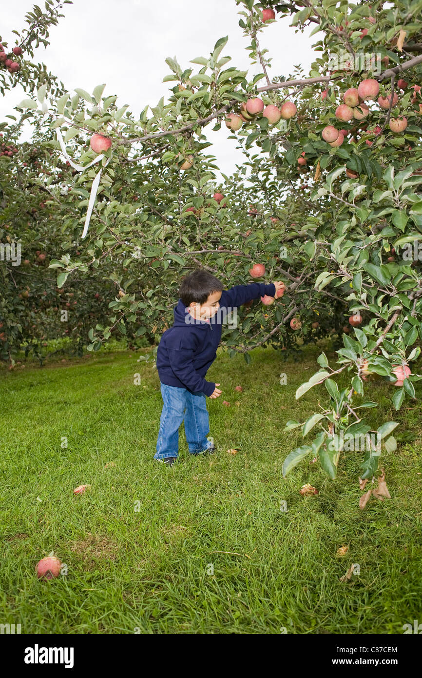 Old apple hi-res stock photography and images - Alamy