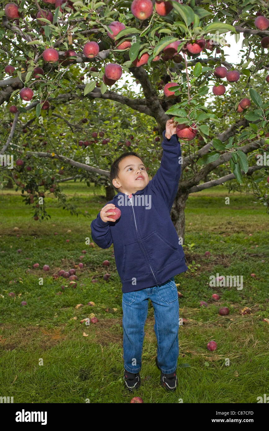 Boy with an apple hi-res stock photography and images - Alamy