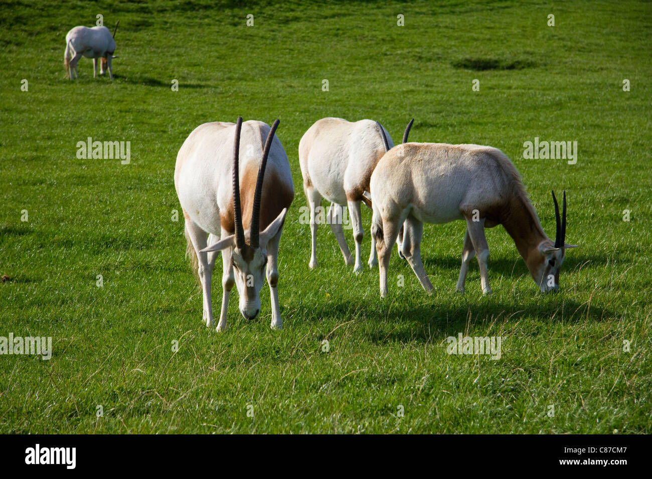 Ruminant horns hi-res stock photography and images - Alamy