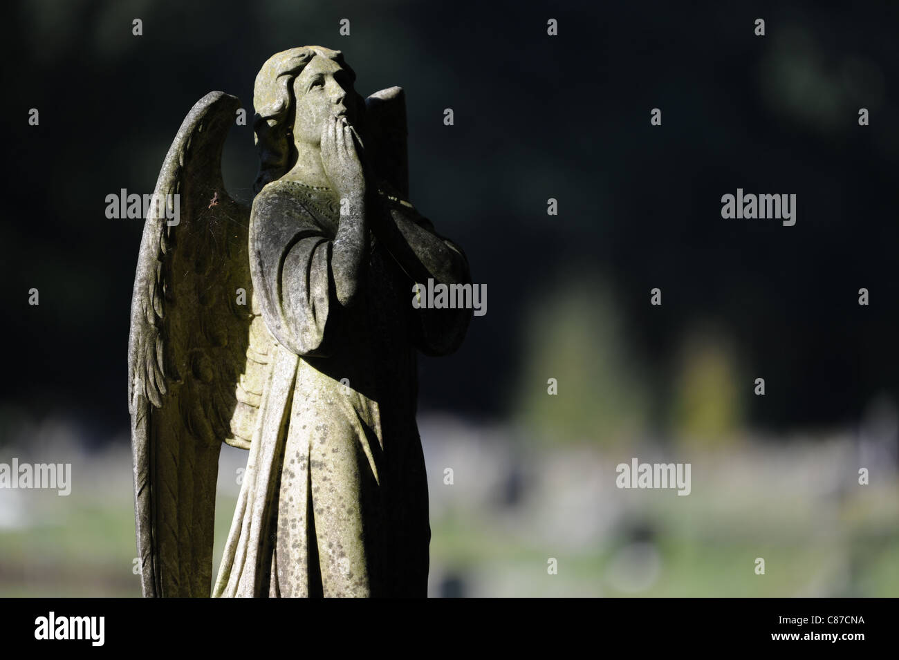 An stone angel looks to heaven in a grave yard caught in the early ...