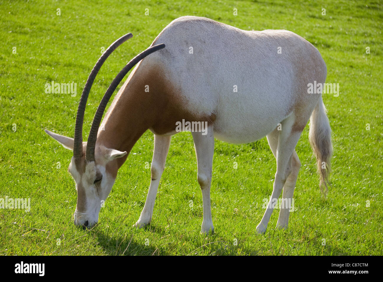 Scimitar horned oryx horns hi-res stock photography and images - Alamy
