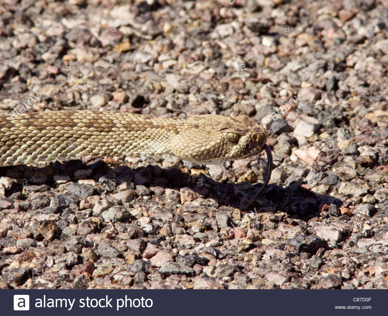 Mohave Usa High Resolution Stock Photography and Images - Alamy
