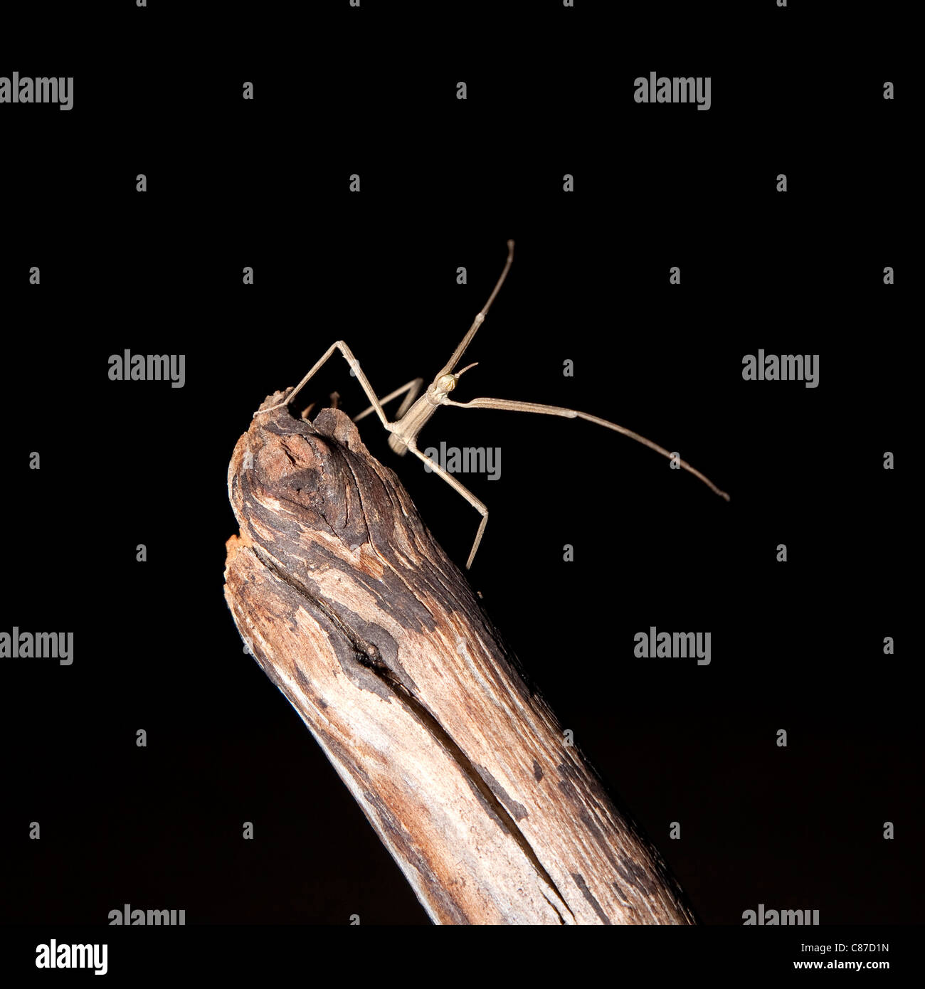 Insect likeness hi-res stock photography and images - Alamy