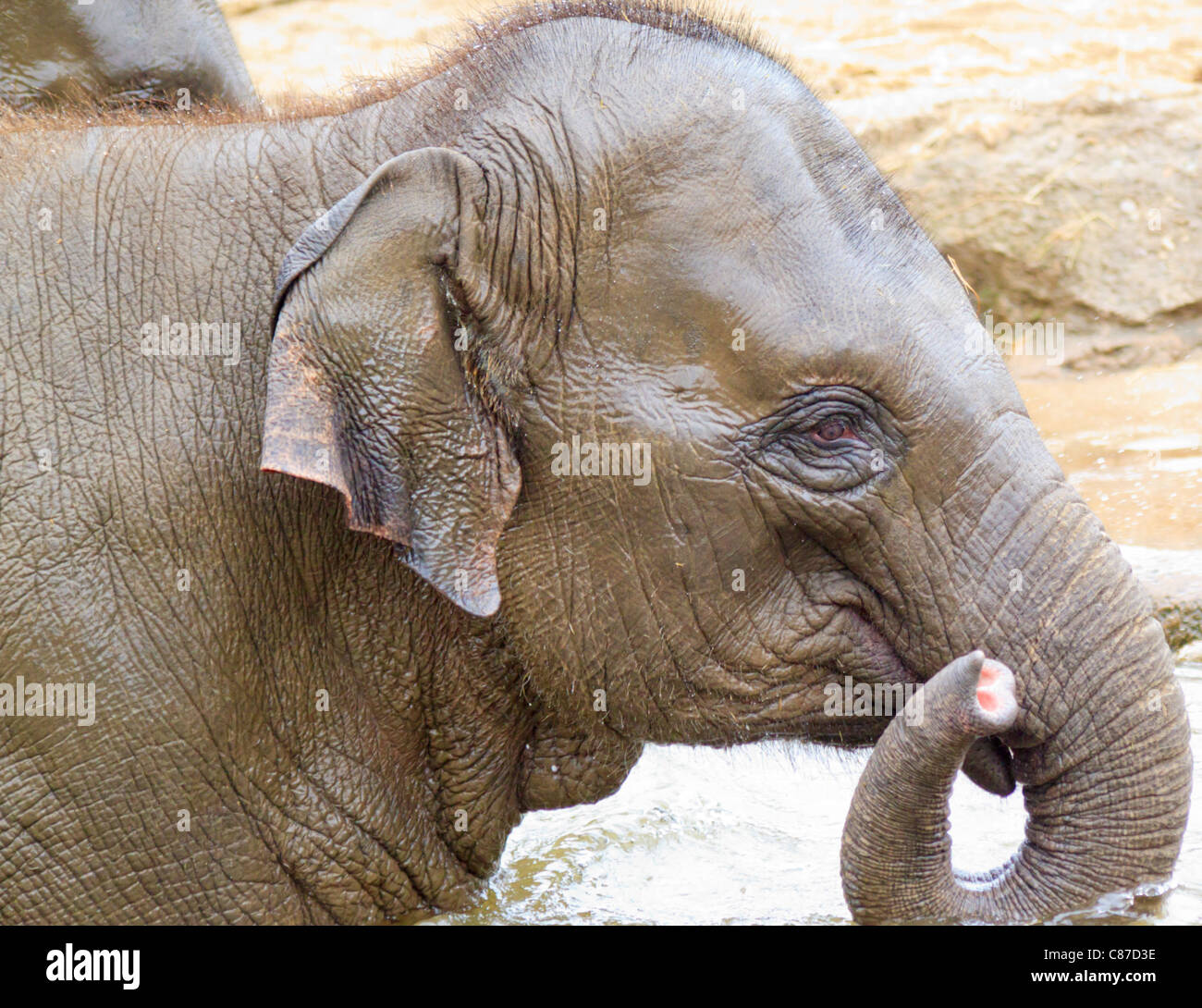 Asian elephant elephas maximus hi-res stock photography and images - Alamy