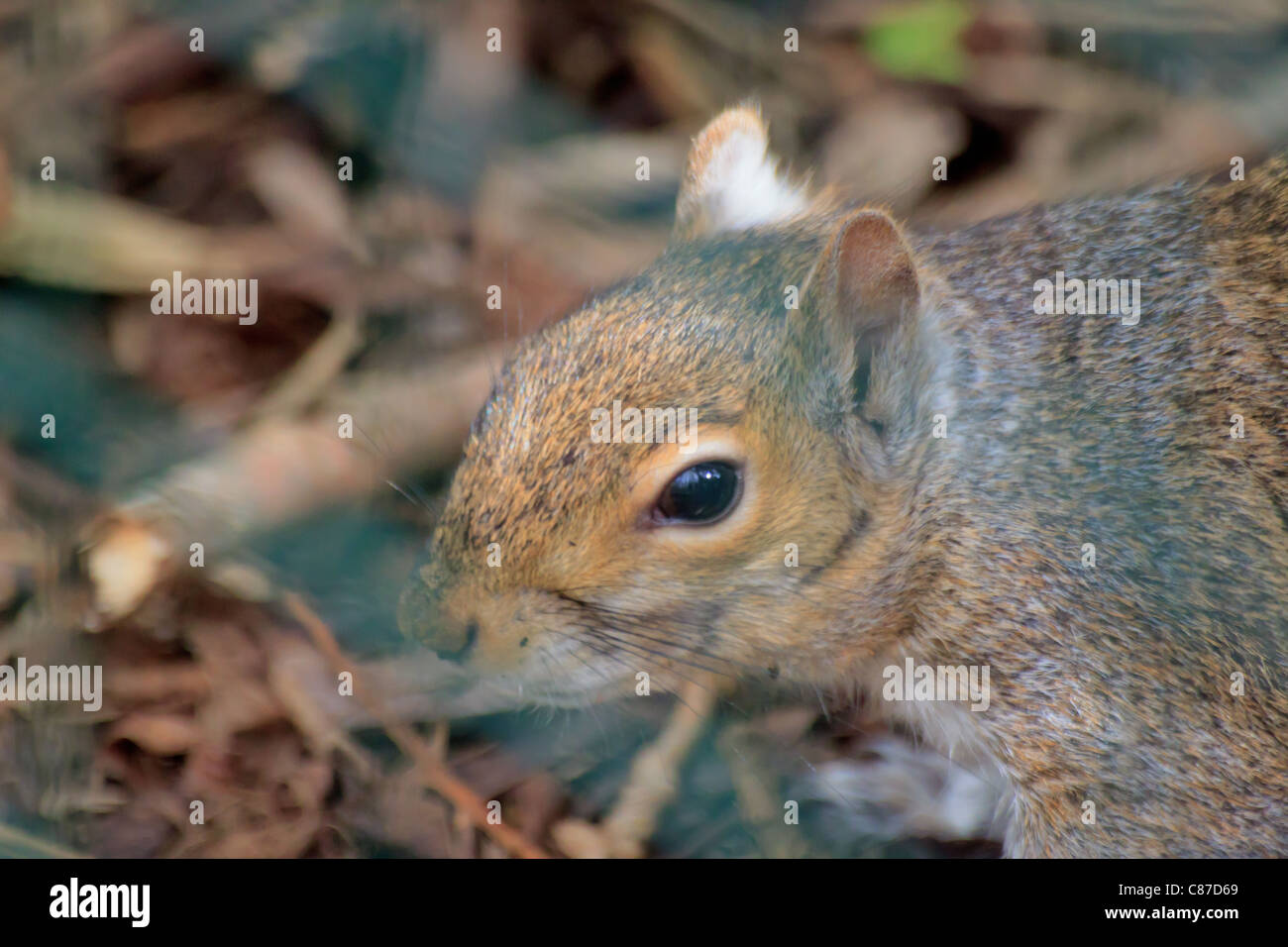 Grey squirrel park ireland hi-res stock photography and images - Alamy