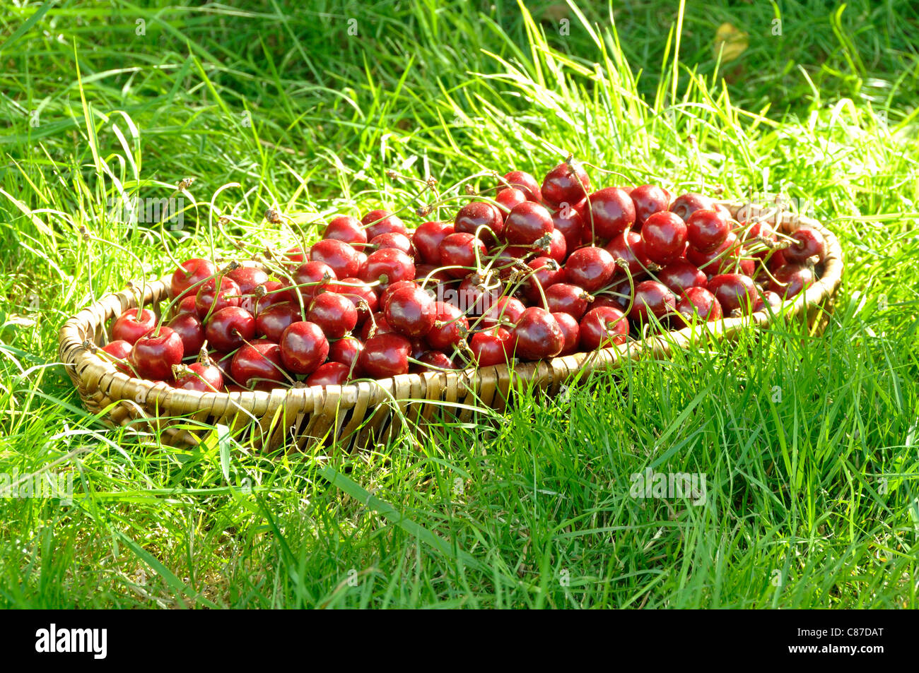 A basket full of cherries (Prunus avium) from the garden Stock Photo ...