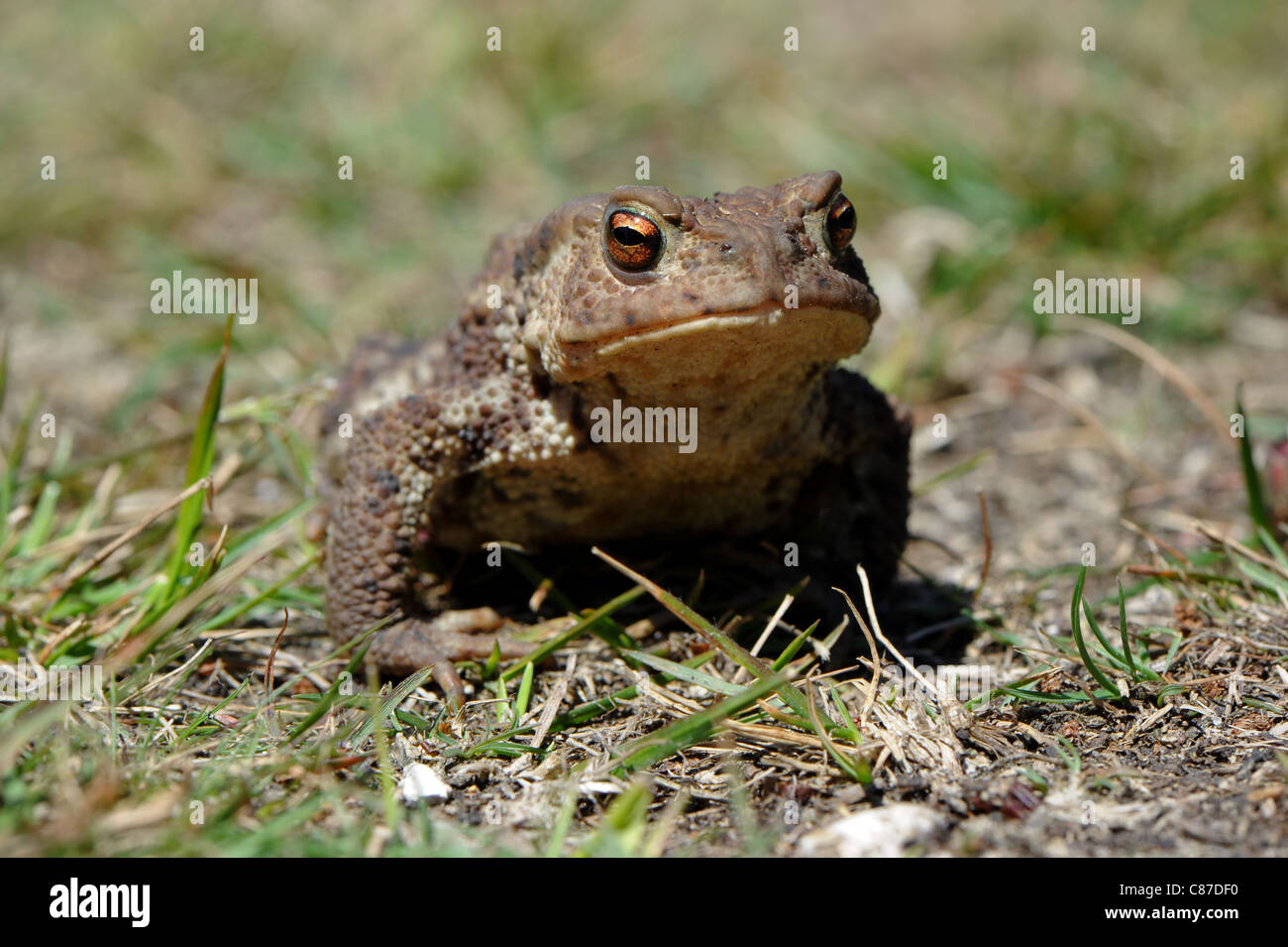 A common toad in the new forest Hampshire england Stock Photo - Alamy
