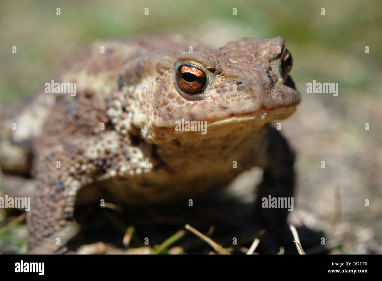 Close up of a common toad in the New Forest Hampshire england Stock ...