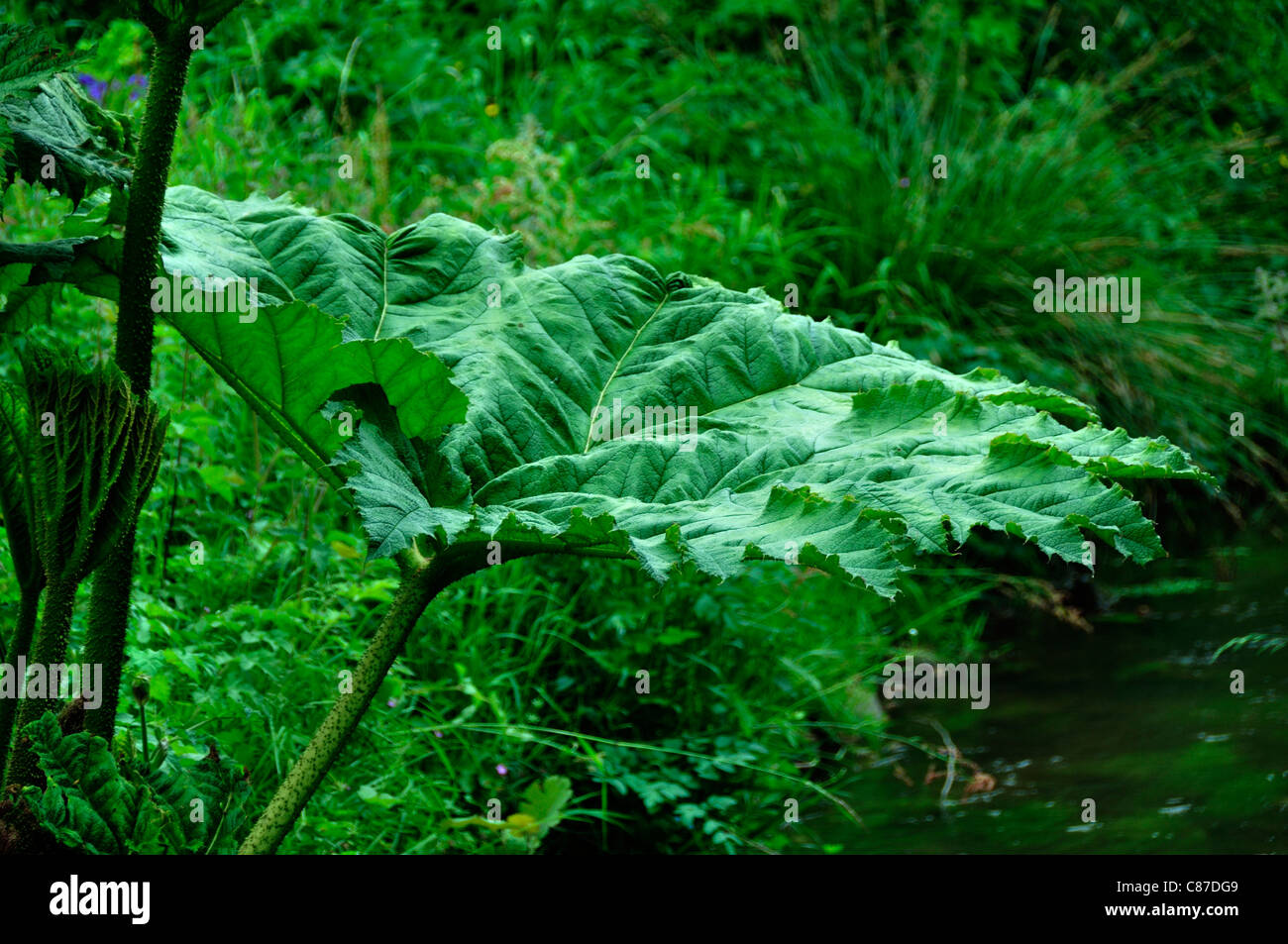 Leaf of Gunnera plant (Gunnera sp Stock Photo - Alamy