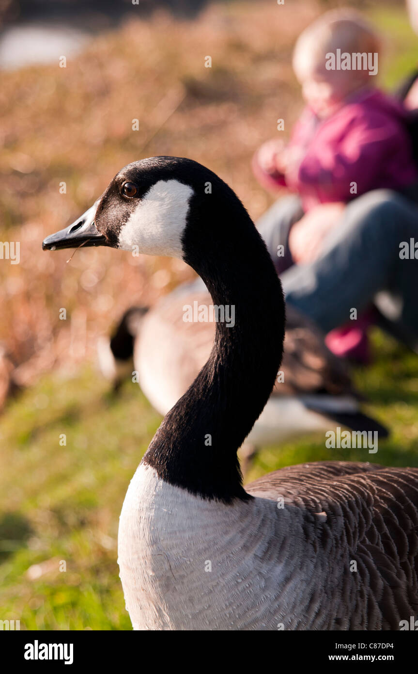 Canada goose and small child Stock Photo - Alamy