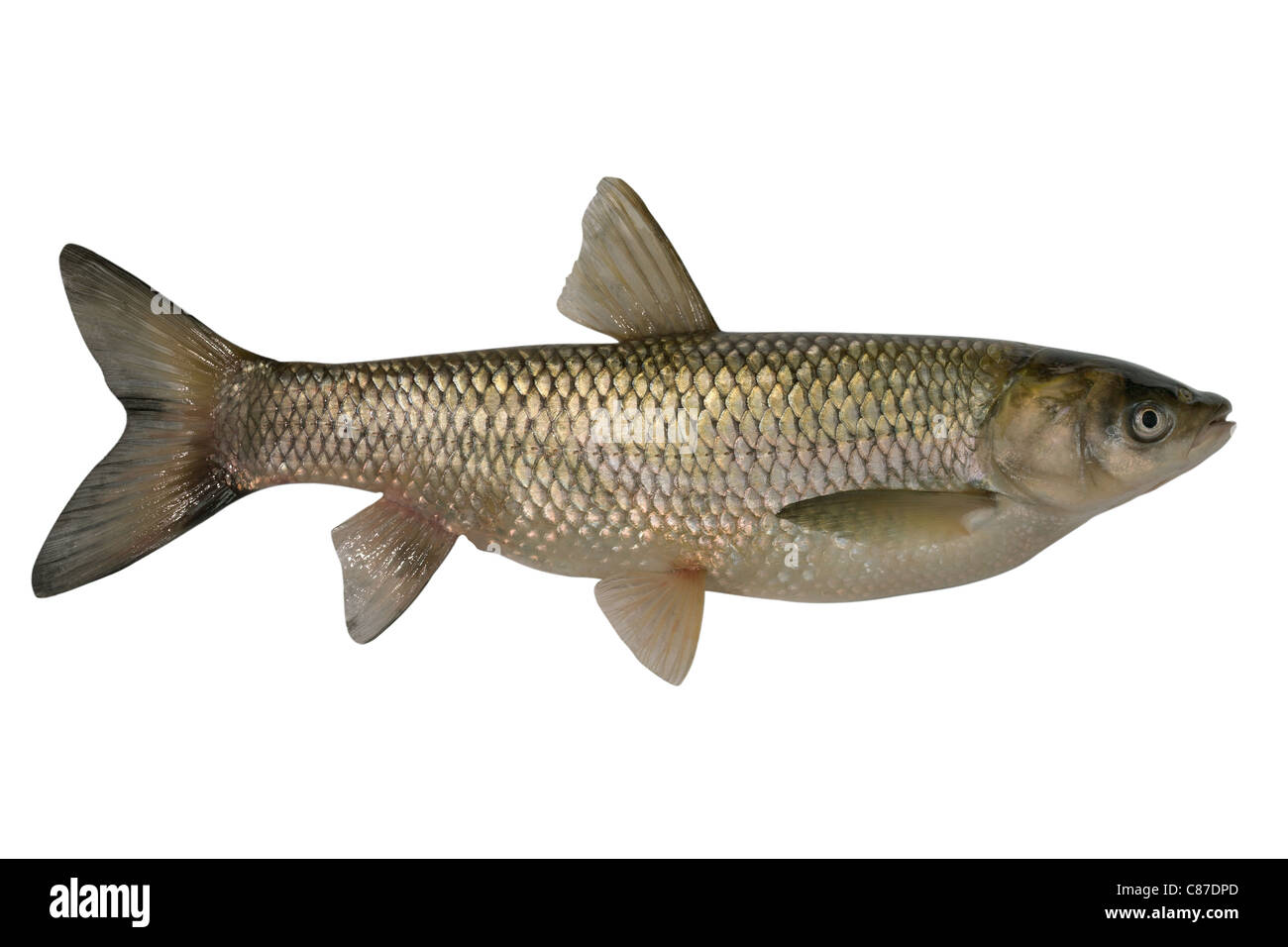 Big Ctenopharyngodon idella isolated on a white background Stock Photo ...
