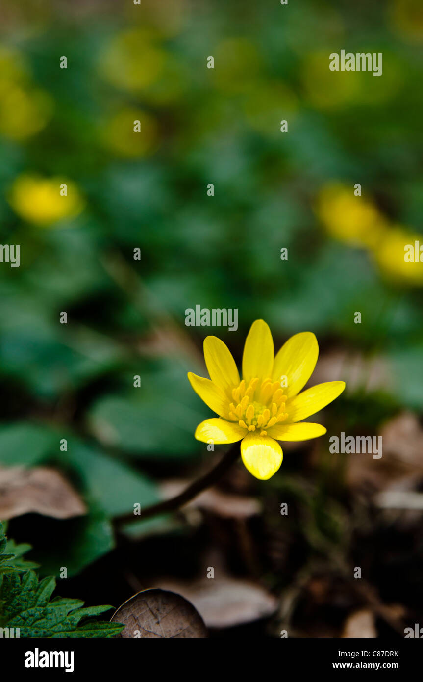 Yellow Lesser Celandine flower against a green background Stock Photo ...