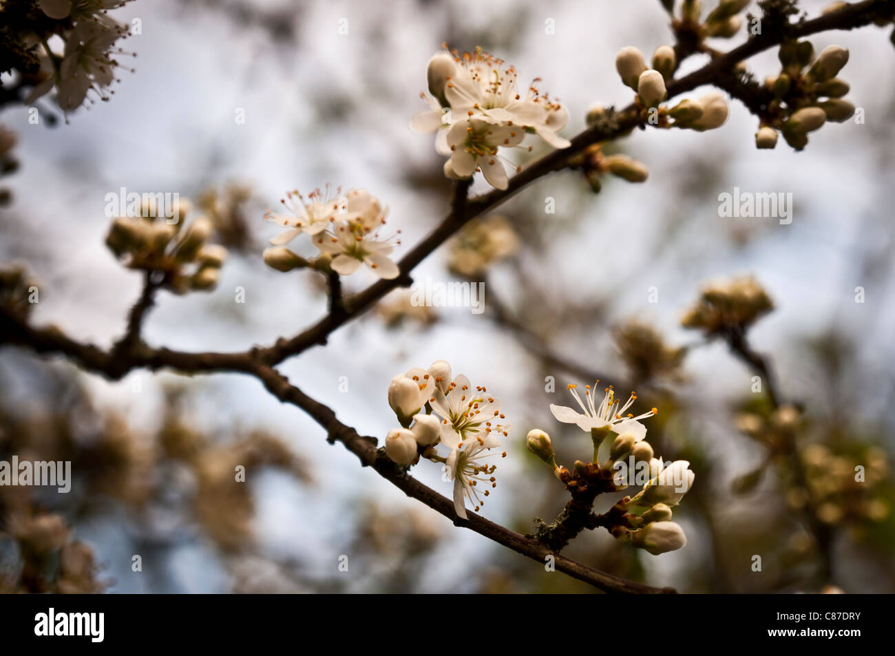 Blackthorn blossom in the hedgerow signals the beginning of spring ...