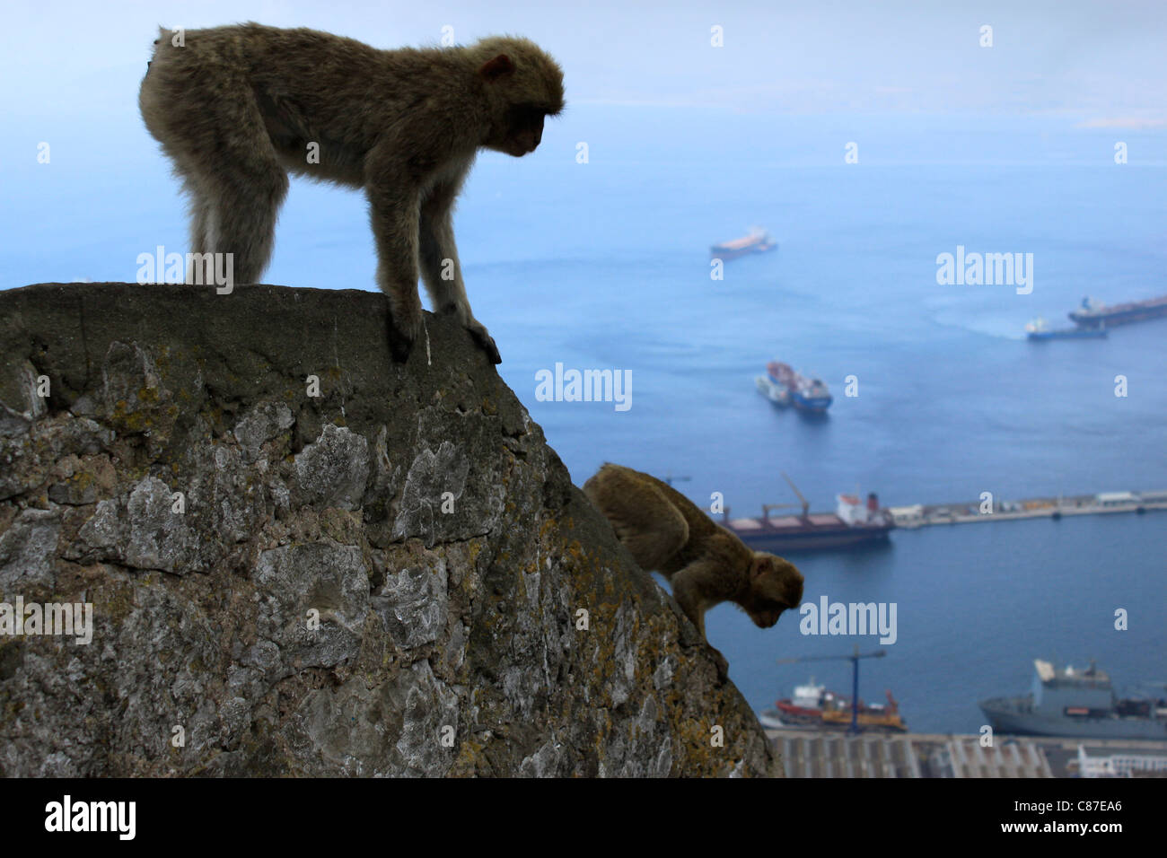 Barbary macaques monkeys in gibraltar hi-res stock photography and ...