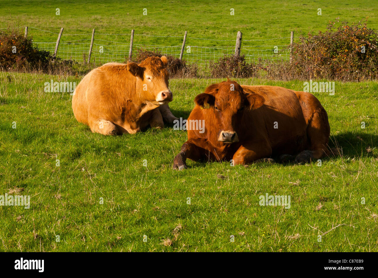 Hurd of cattle hi-res stock photography and images - Alamy