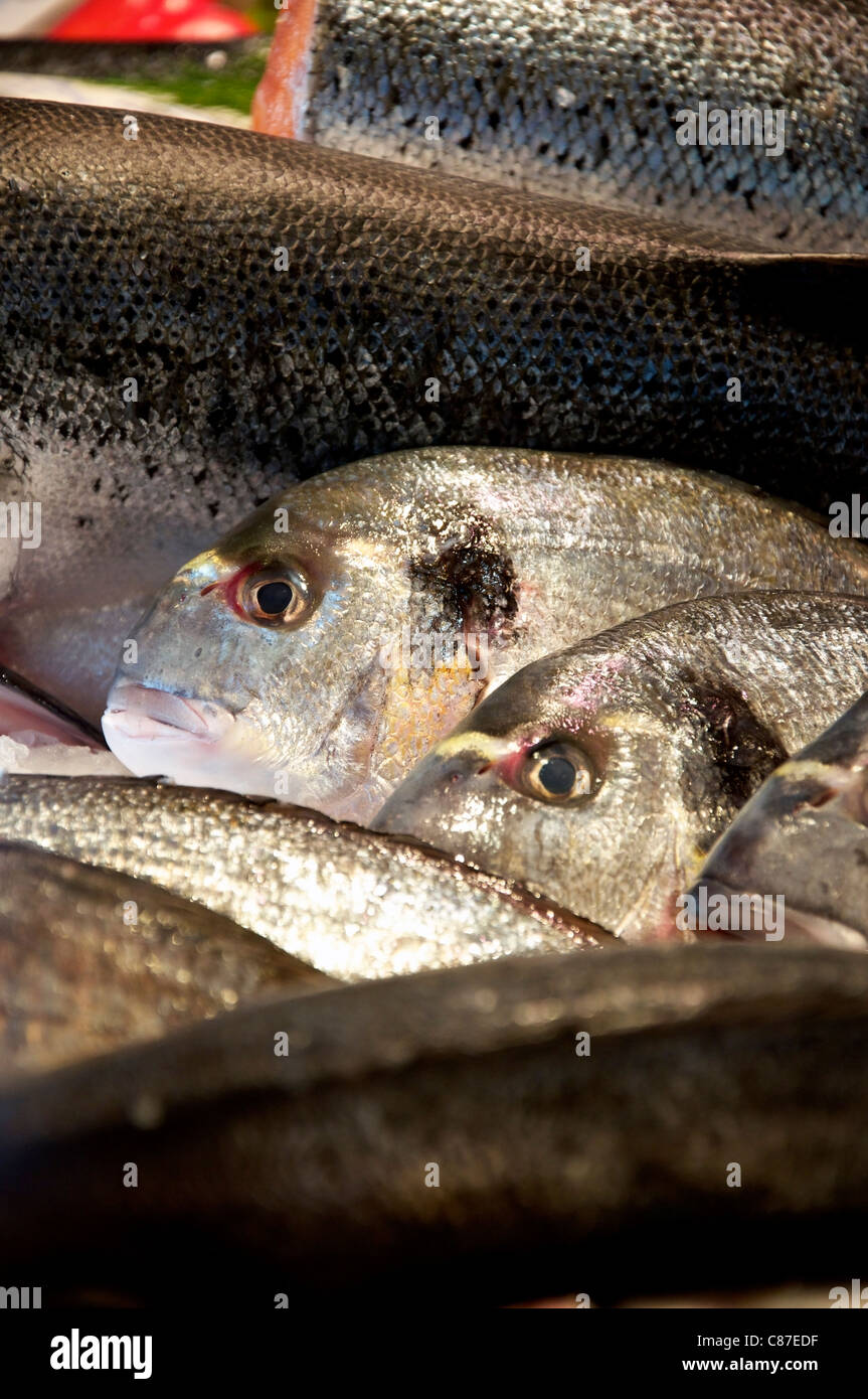 Gilthead seabream hi-res stock photography and images - Alamy