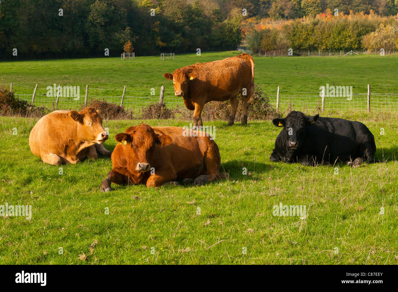 Hurd of cattle hi-res stock photography and images - Alamy