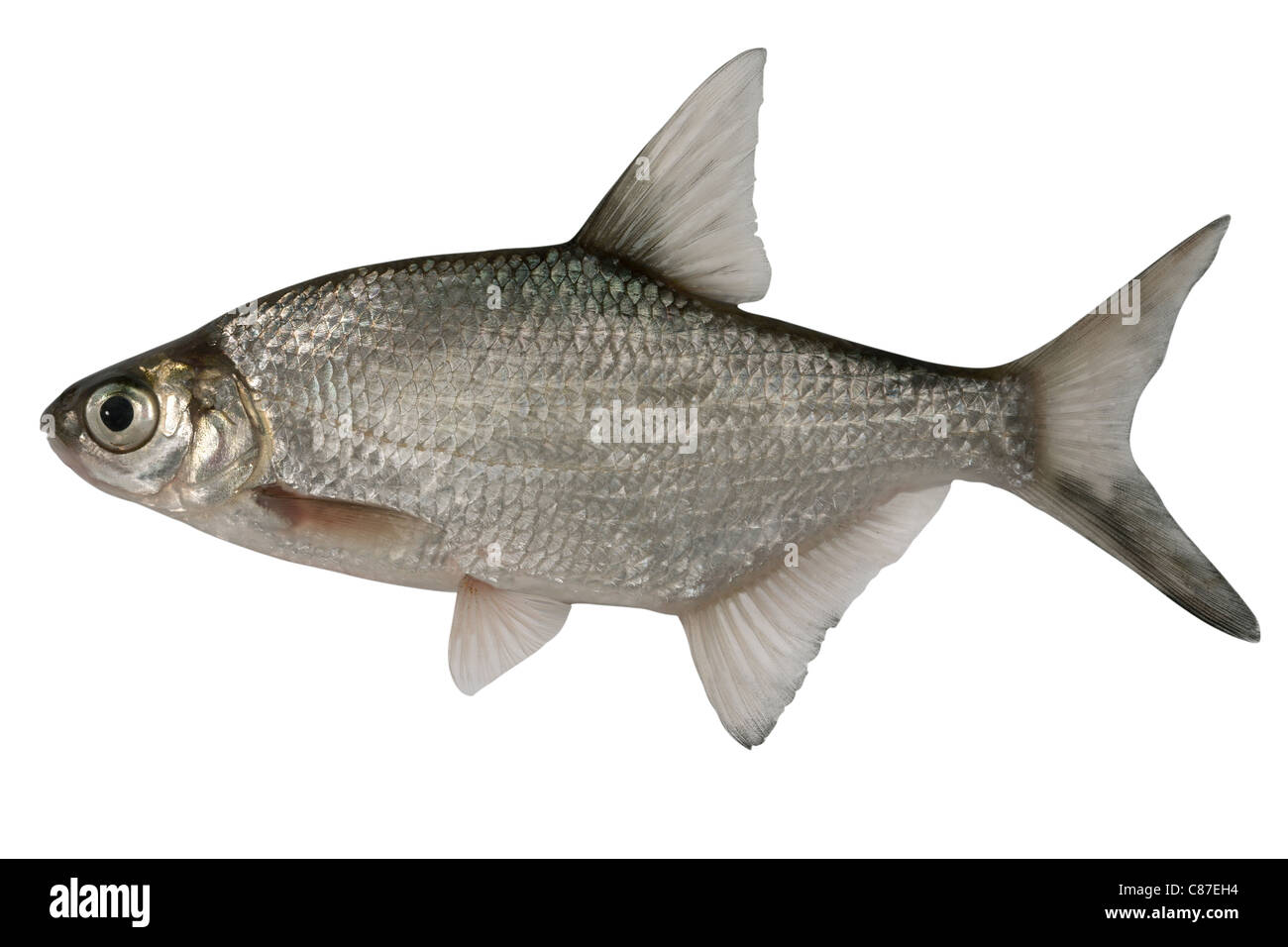Small bream isolated on a white background Stock Photo - Alamy