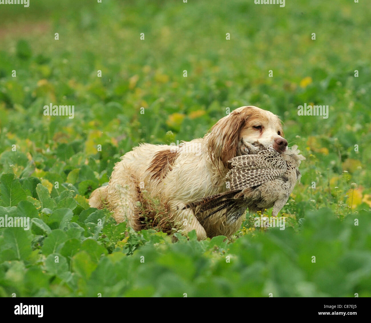 clumber spaniel working on a shoot, carrying a pheasant Stock Photo - Alamy