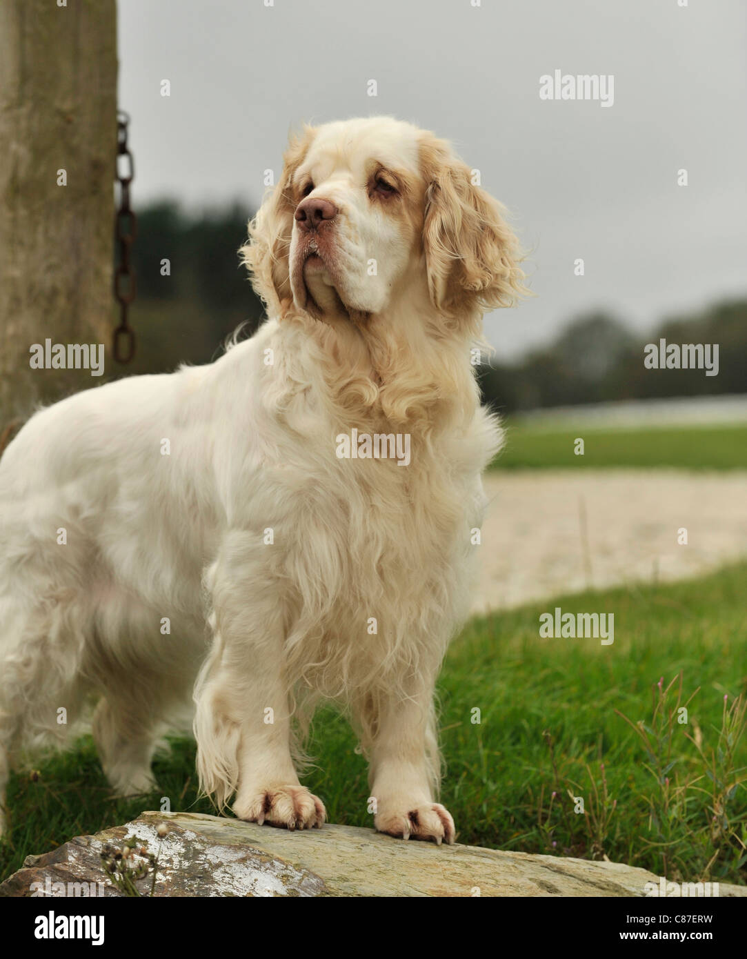 clumber spaniel stood on a rock Stock Photo - Alamy