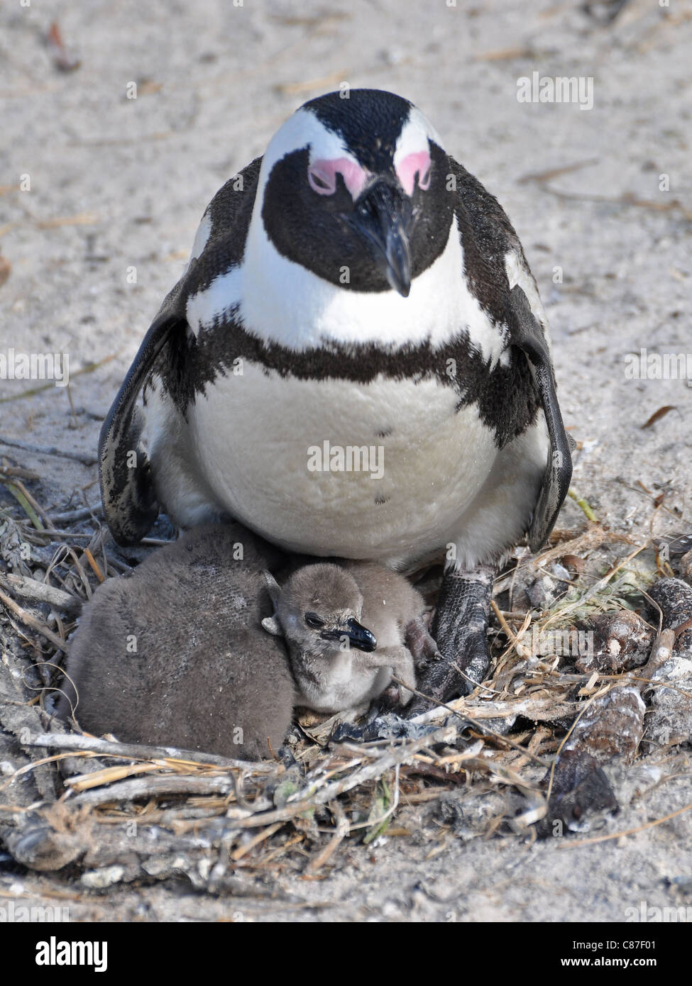Baby african penguin spheniscus demersus hi-res stock photography and ...