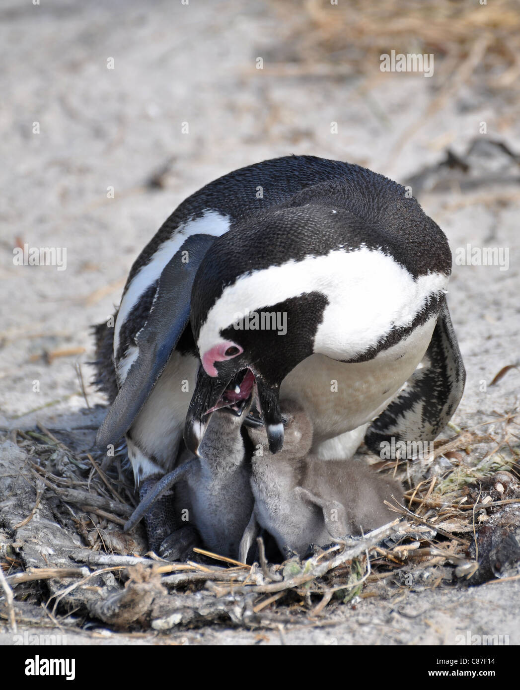 African penguin baby hi-res stock photography and images - Alamy