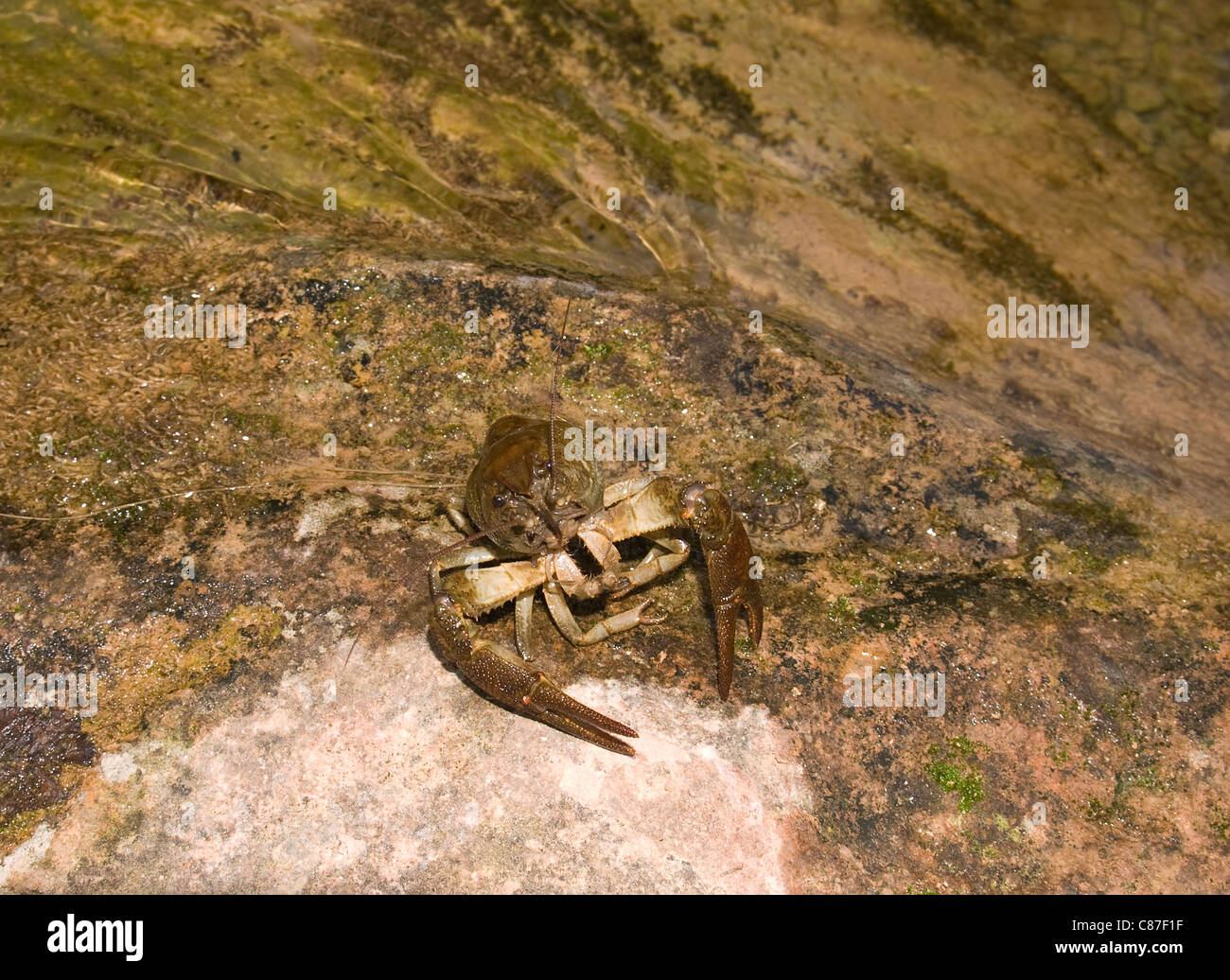 White clawed crayfish hi-res stock photography and images - Alamy