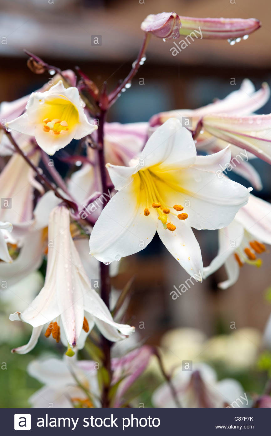 Lilium Regale Stock Photos & Lilium Regale Stock Images - Alamy