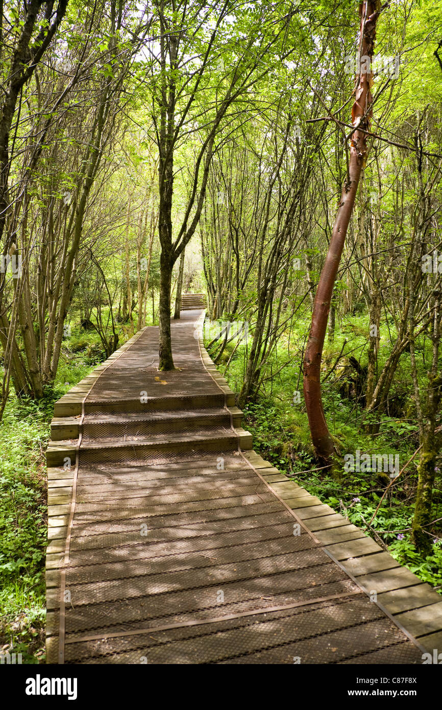 Raised woodland track hi-res stock photography and images - Alamy