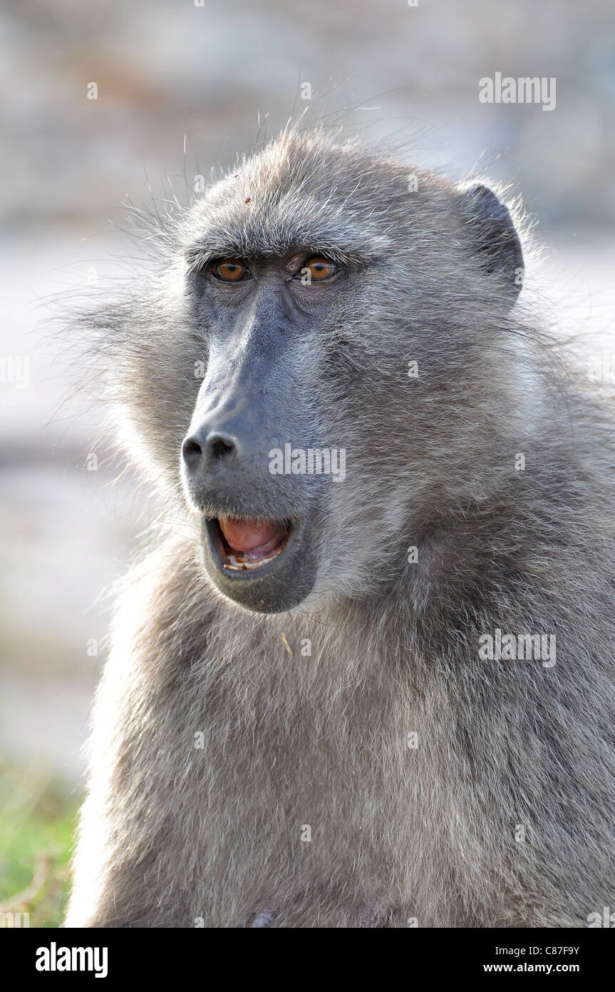 Baboon and cape point and south africa hi-res stock photography and ...
