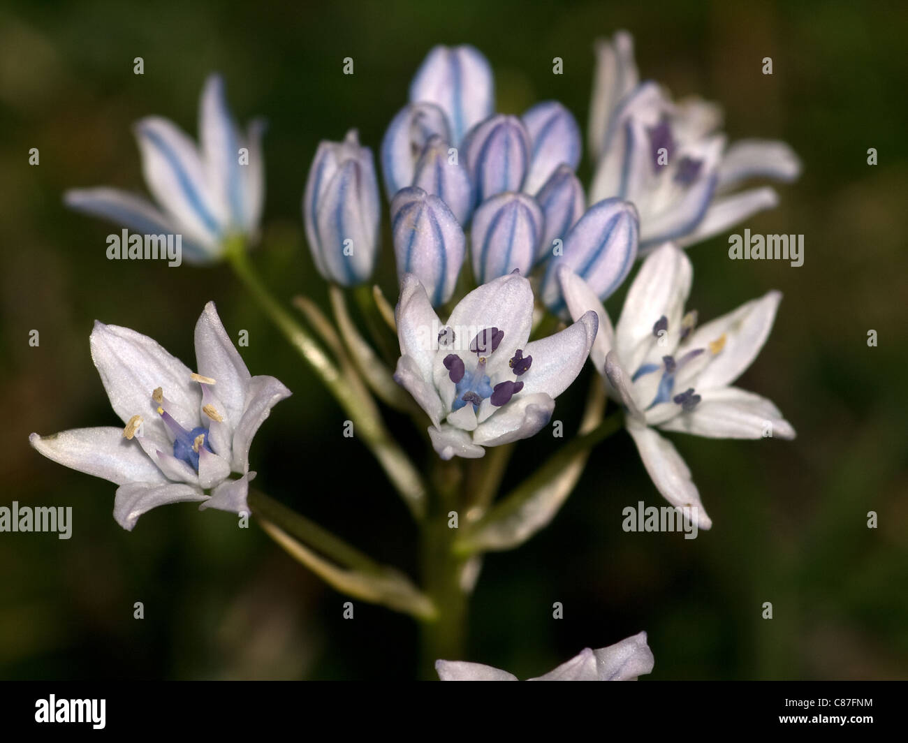 Scila verna, spring squill, horizontal portrait of flowers Stock Photo ...