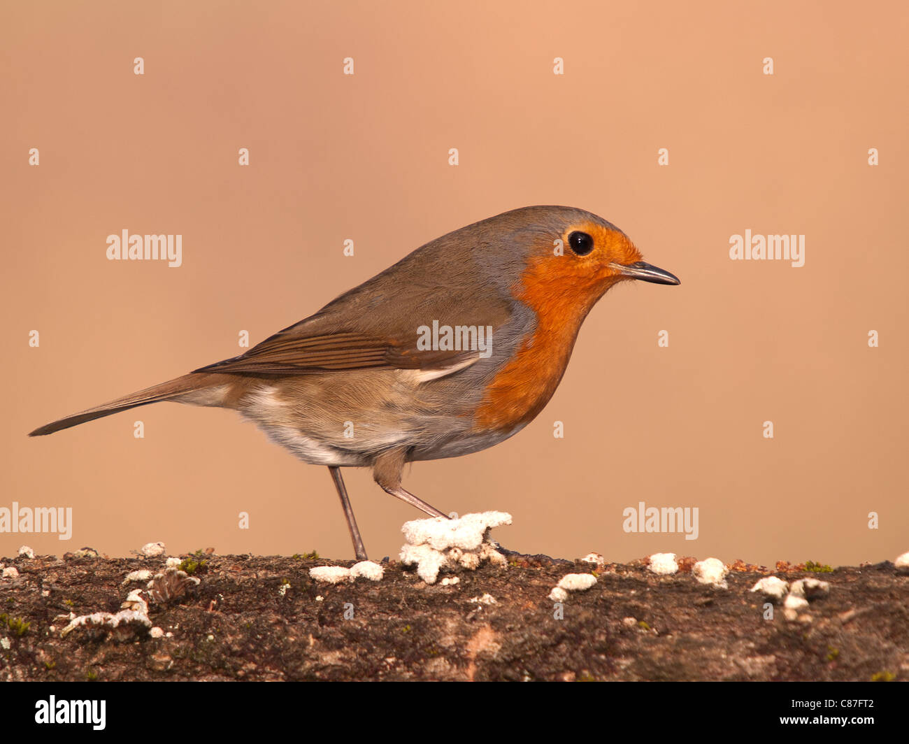 European robin with copyspace hi-res stock photography and images - Alamy
