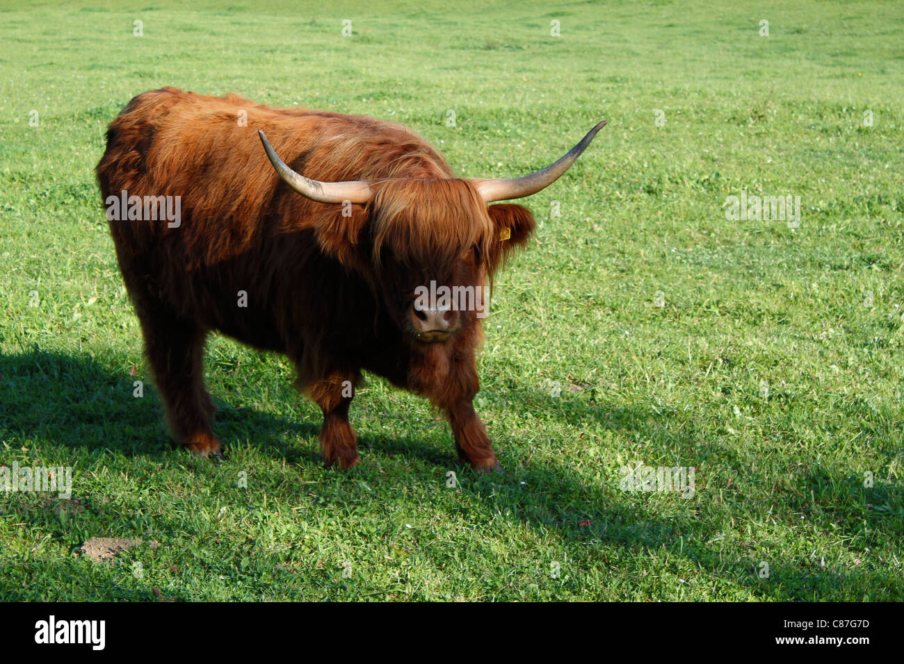 Hochlandrind | Scottish Highland cattle Stock Photo - Alamy