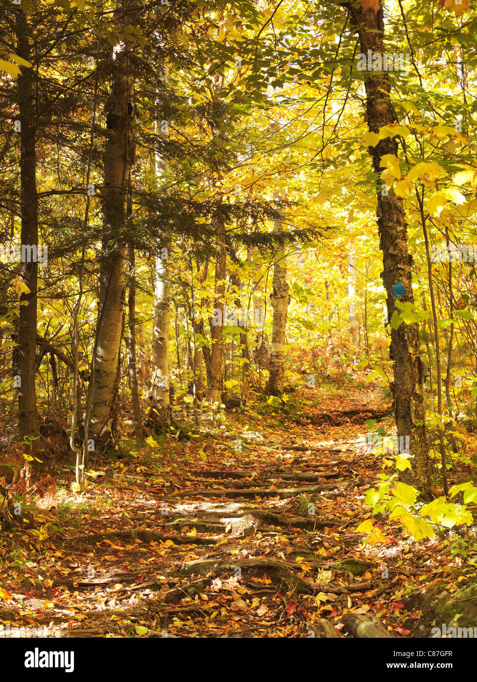 Fall nature scenery of a hiking trail in Killarney Provincial Park ...