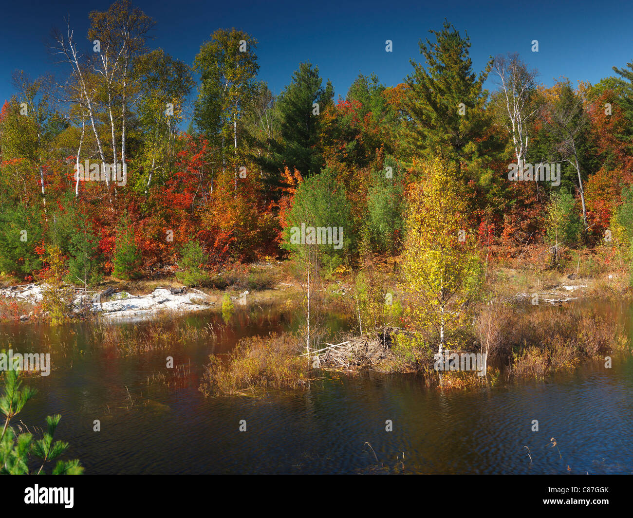 Beaver house in a pond. Beautiful fall nature scenery. Killarney ...