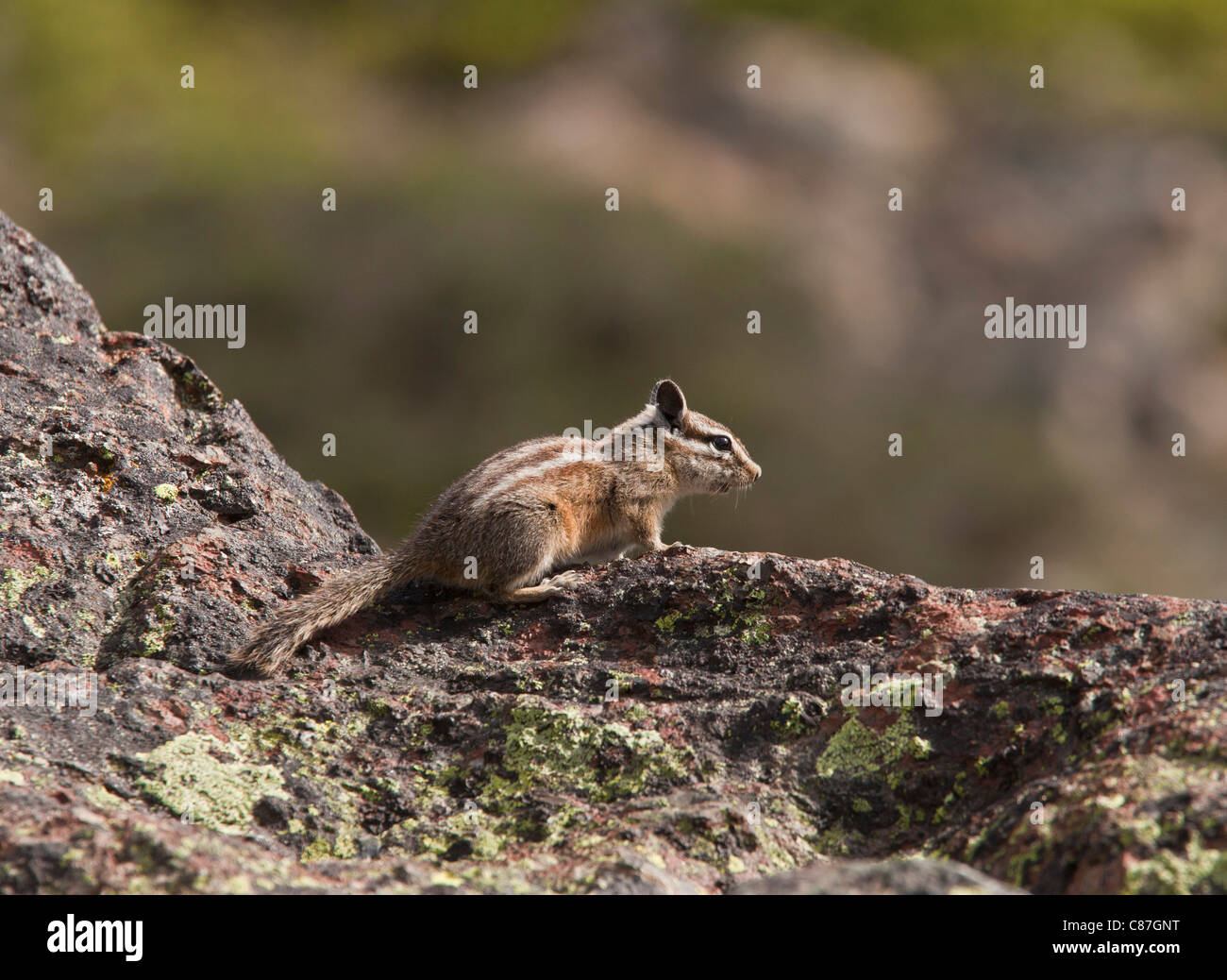 Yellow pine chipmunk tamias amoenus hi-res stock photography and images ...