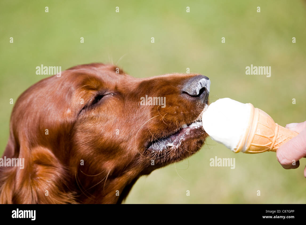Irish setter eating ice cream Stock Photo - Alamy