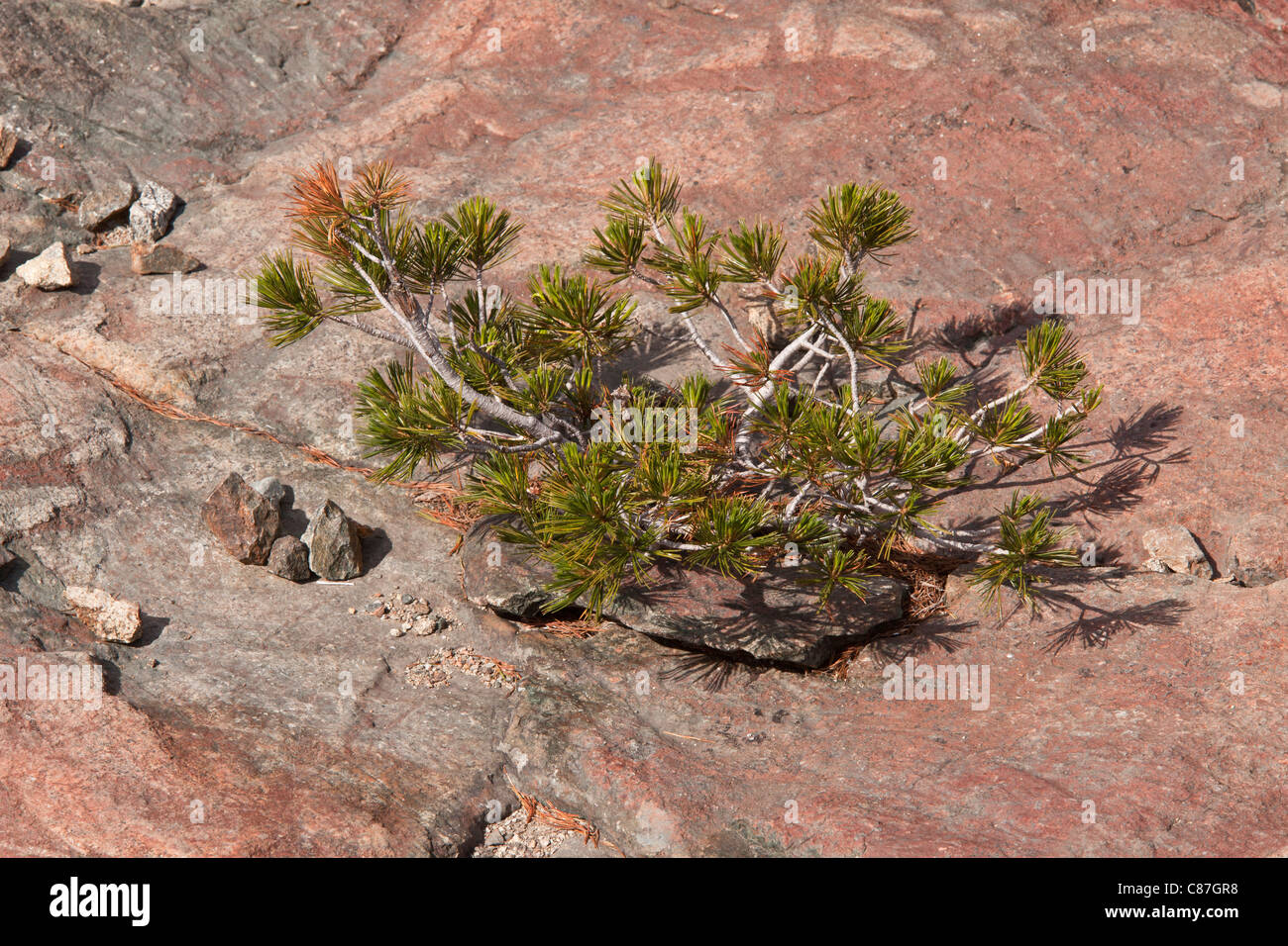 dwarfed Whitebark Pine, (Pitch Pine, Scrub Pine, Creeping Pine), Pinus ...