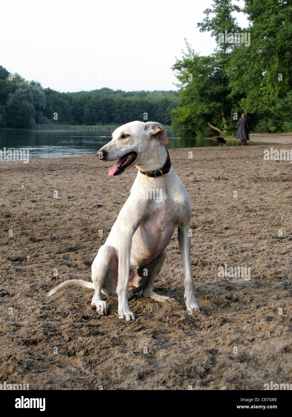 A Galgo at the Grunewaldsee, Berlin, Germany Stock Photo - Alamy