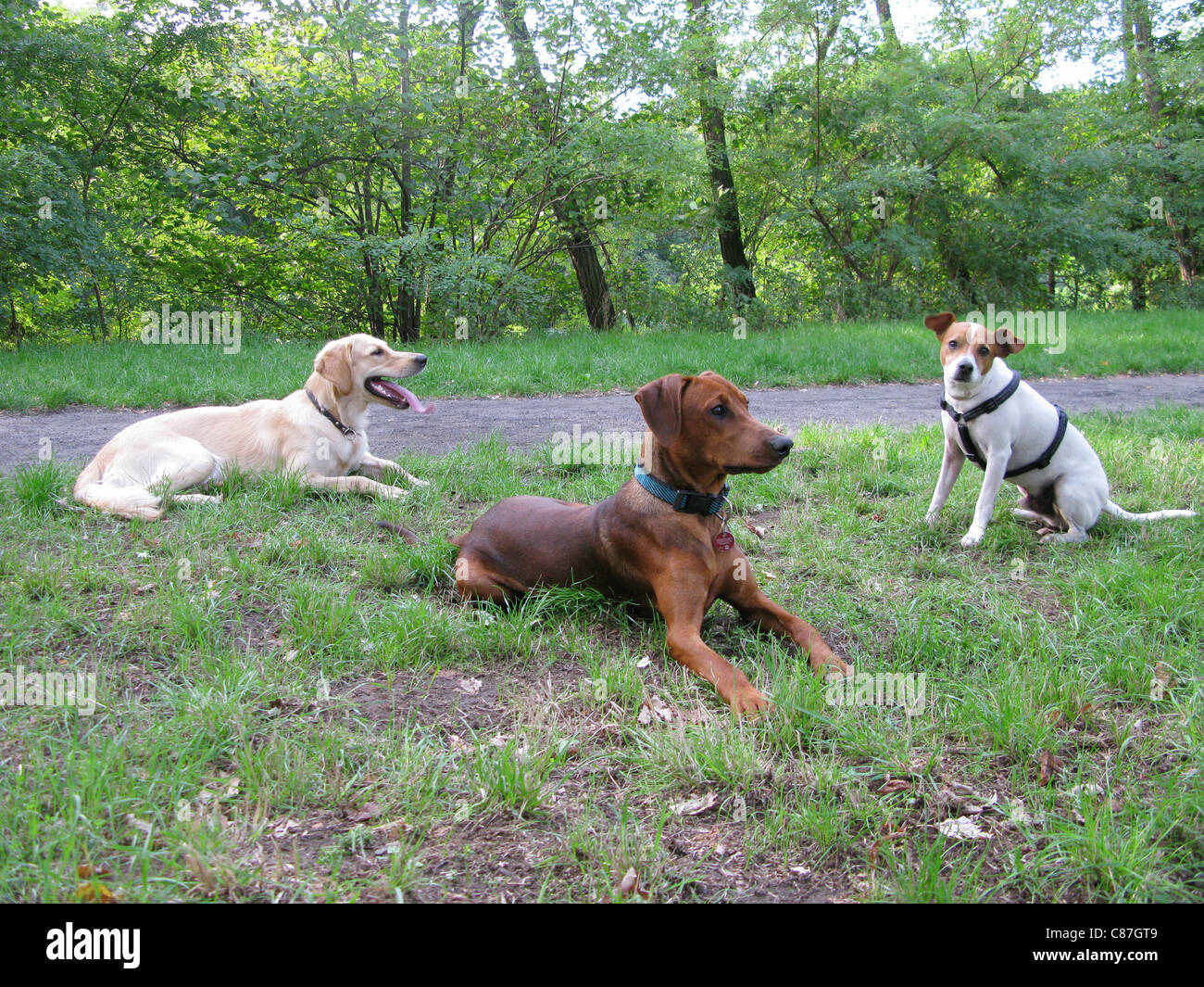 Group of dogs hi-res stock photography and images - Alamy