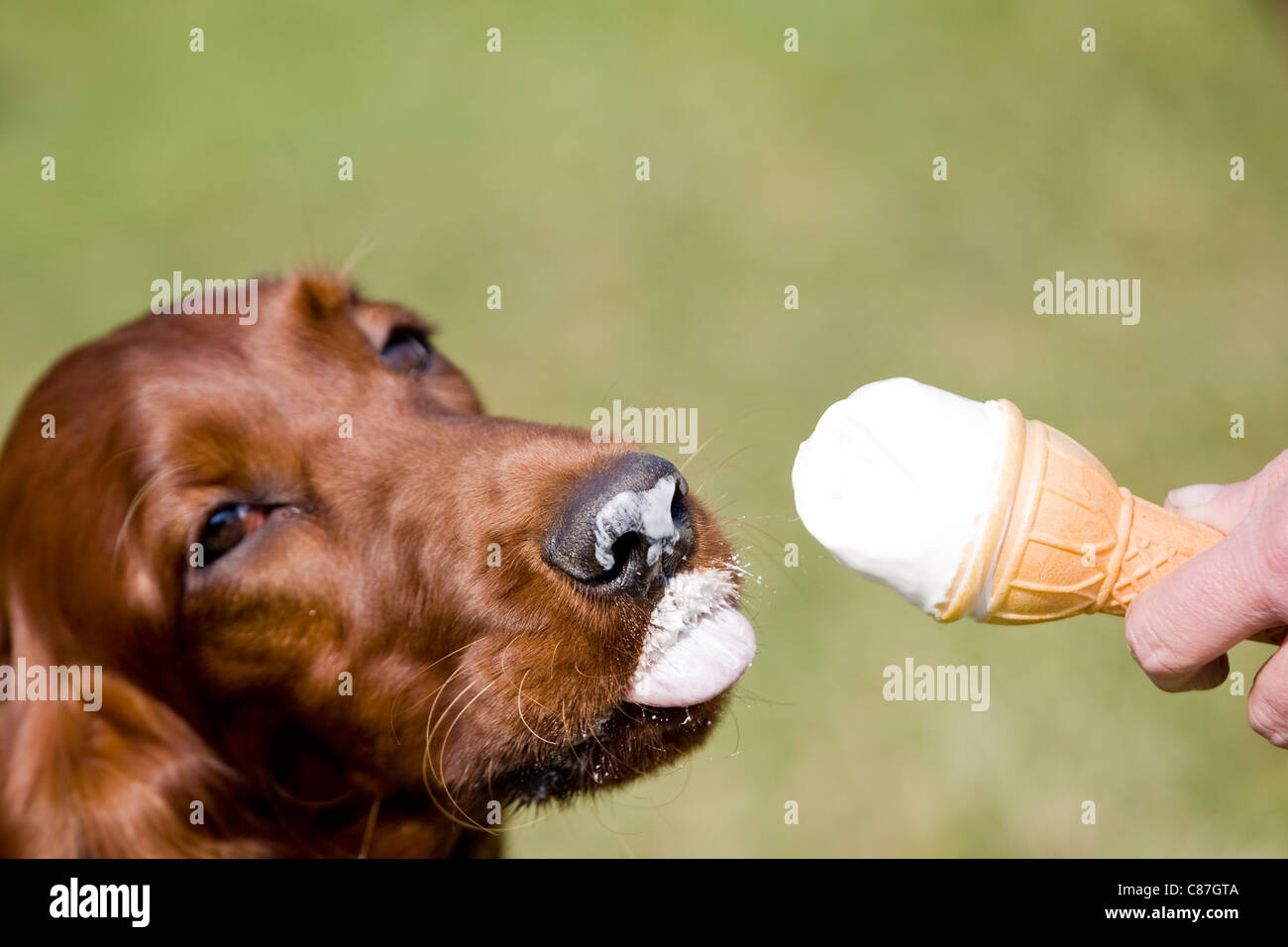 Irish setter eating ice cream Stock Photo - Alamy