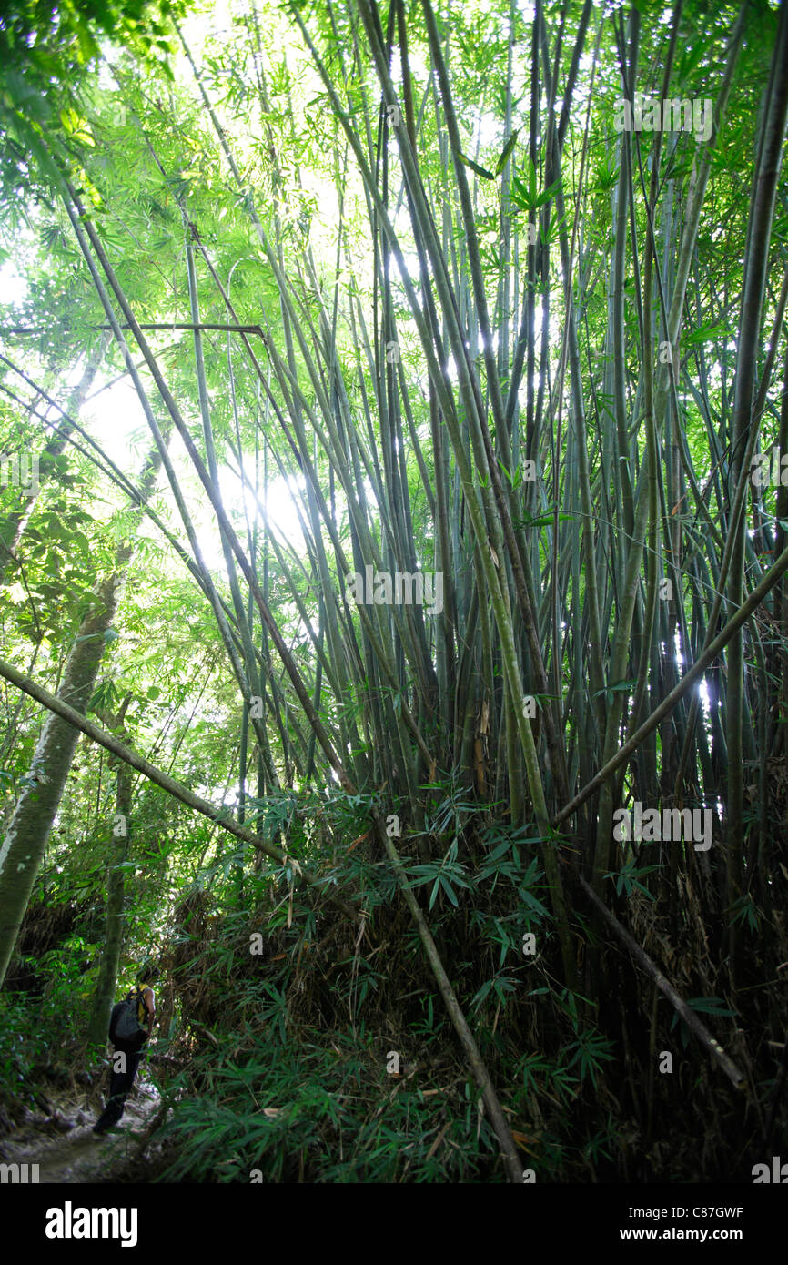 Giant grass at Taman Negara's rainforest, Malaysia Stock Photo - Alamy