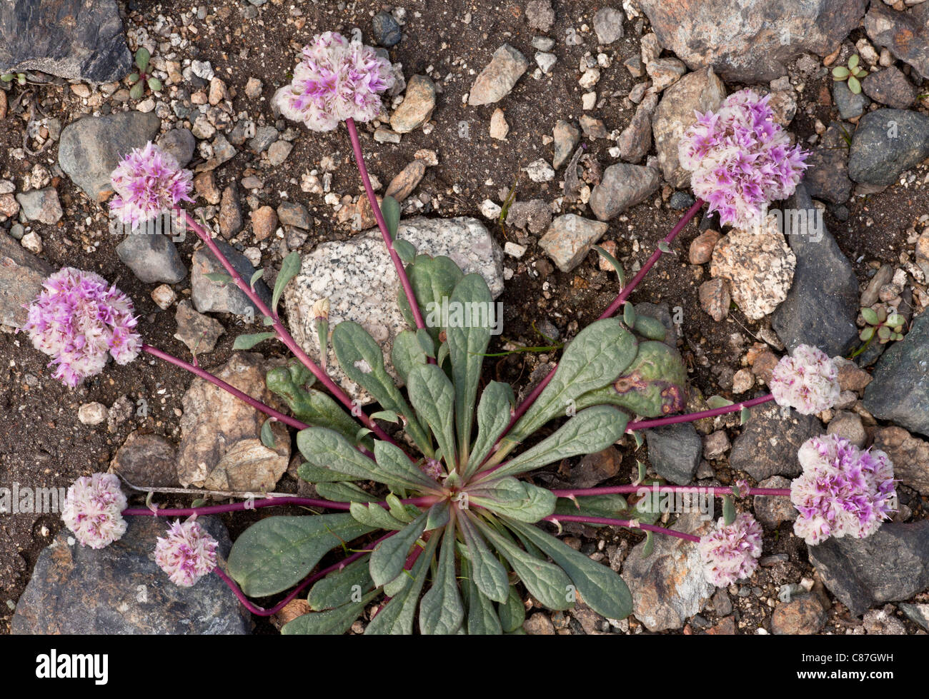 A Pussypaws, Cistanthe monosperma, formerly Calyptridium monospermum on ...