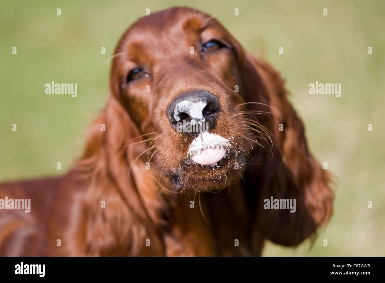 Irish ice cream hi-res stock photography and images - Alamy