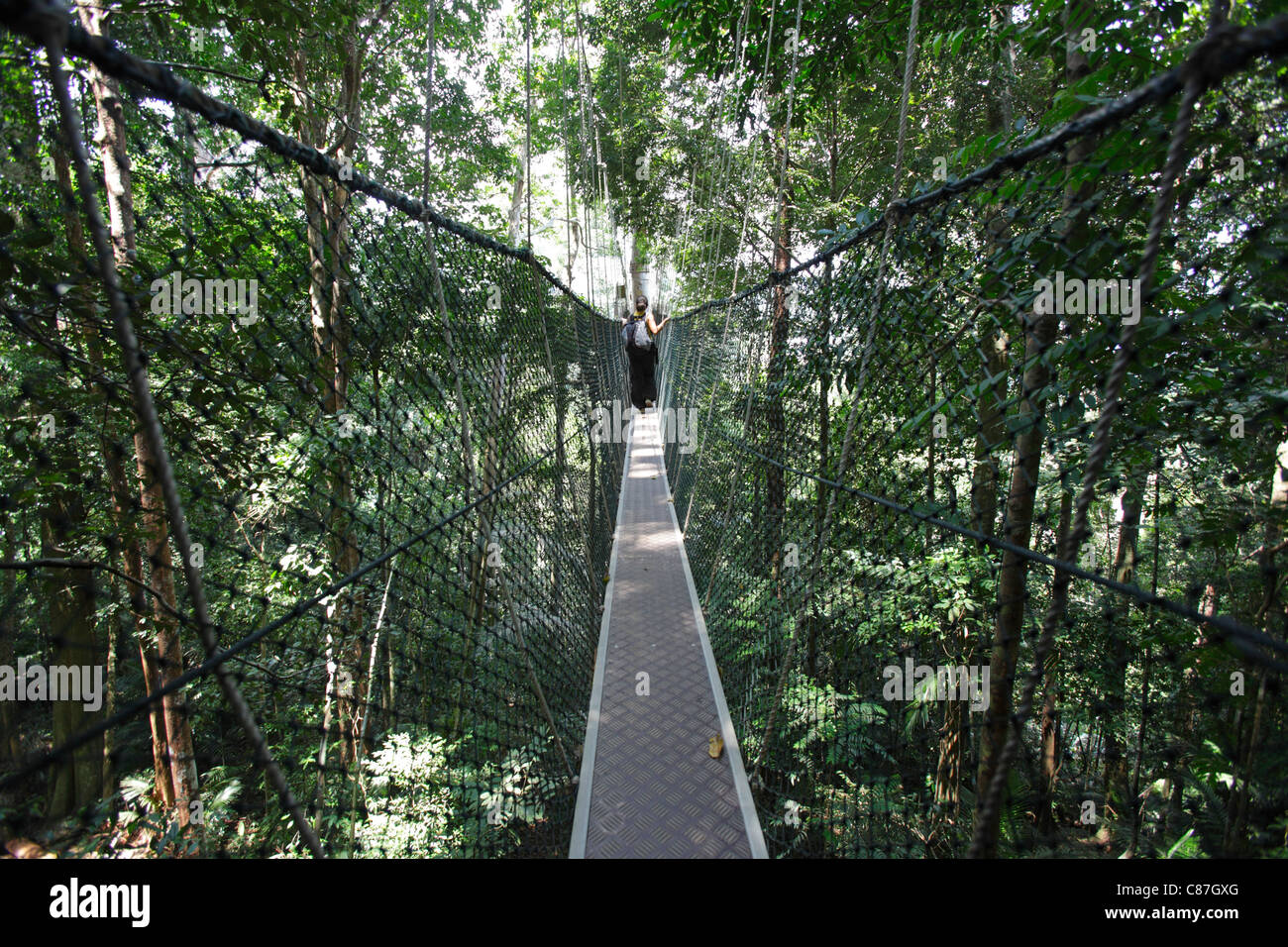 Canopy walk national park pahang hi-res stock photography and images ...