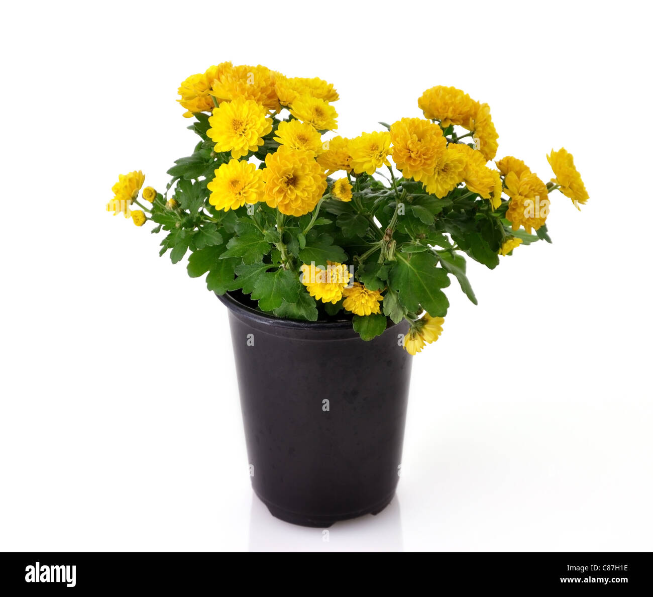 Chrysanthemum flowers in pot hi-res stock photography and images - Alamy
