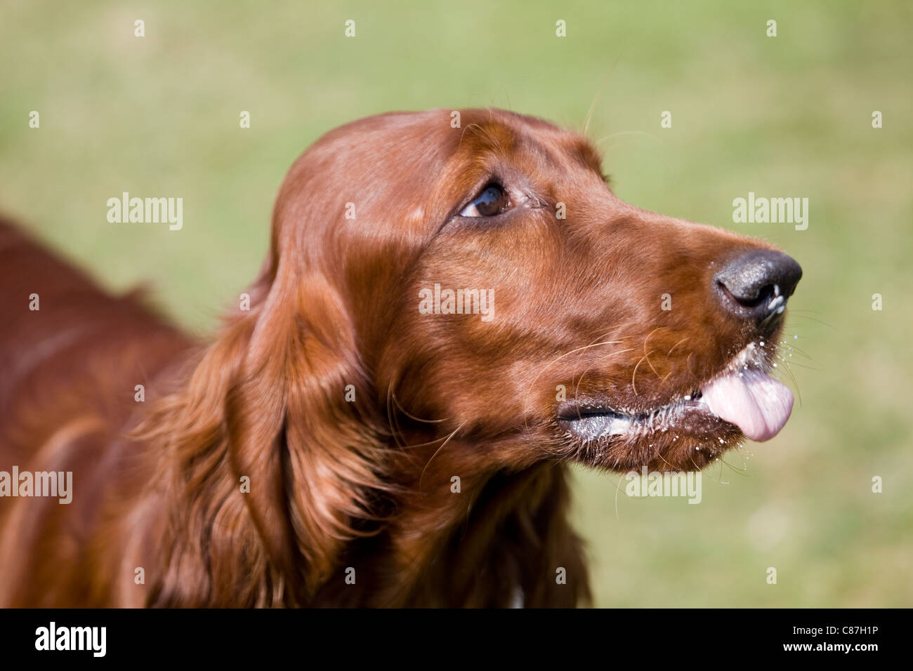 Irish setter eating ice cream Stock Photo - Alamy