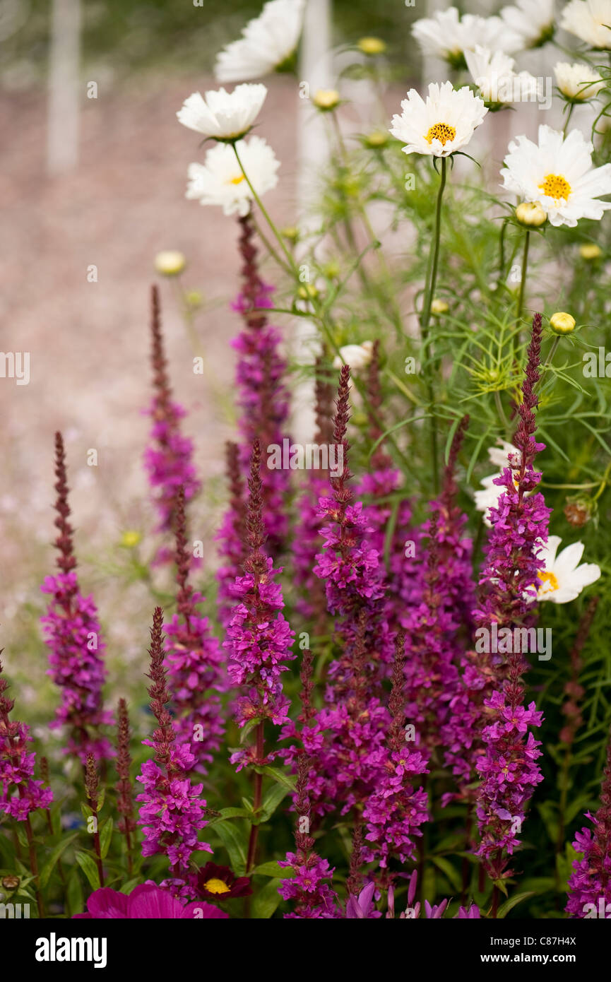 Lythrum salicaria 'Robin' and Cosmos 'White Knight' in flower Stock ...
