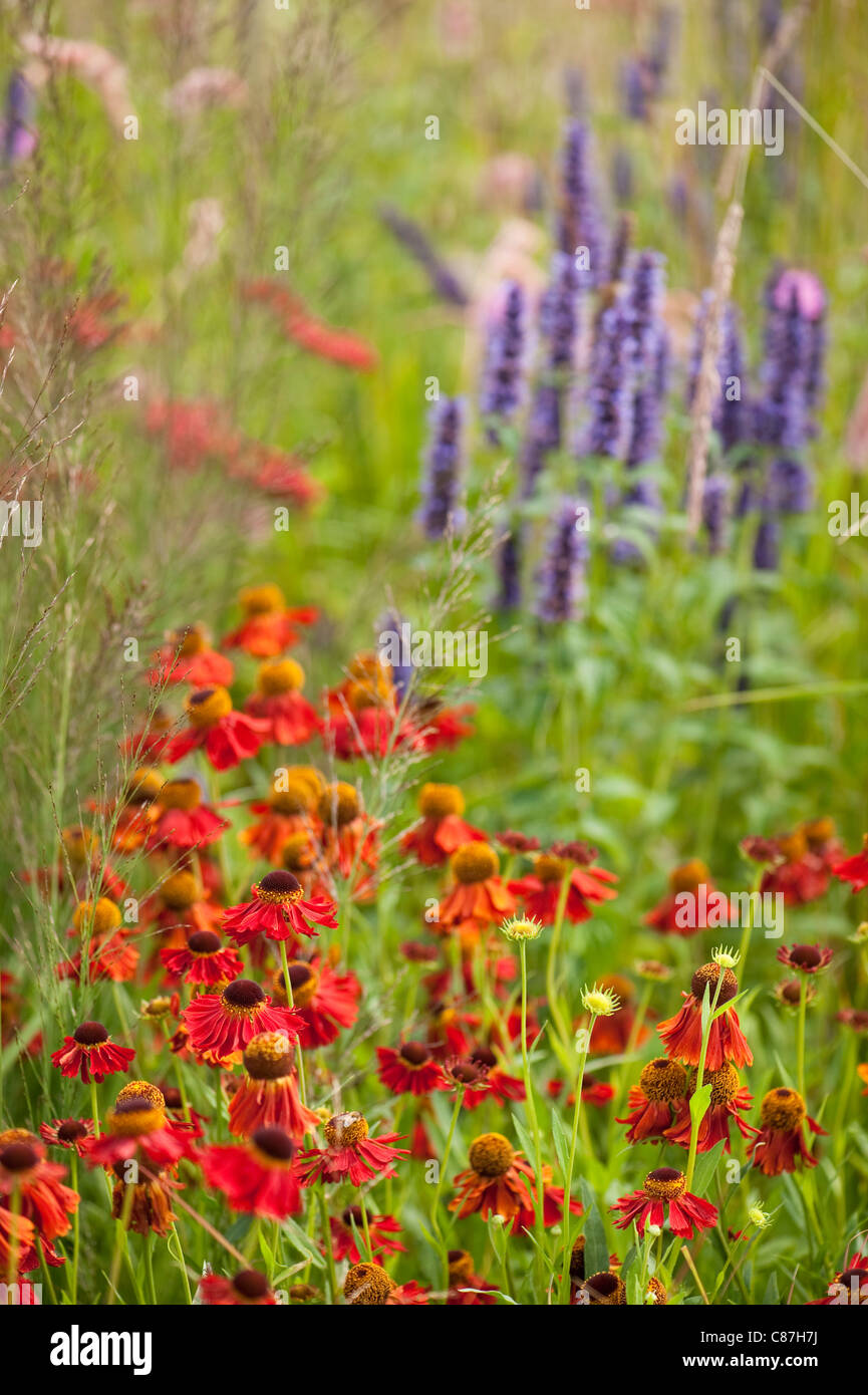 Helenium ‘Moerheim Beauty’ with Agastache ‘Black Adder’ in the ...